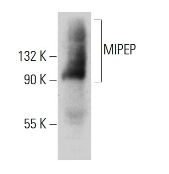 MIPEP Antibody (166CT22.3.7) | SCBT - Santa Cruz Biotechnology