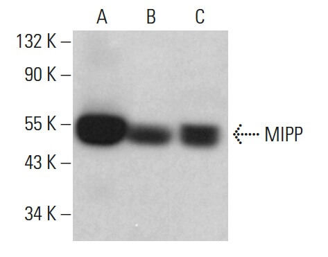 Anti-MIPP Antibody (A-4) | SCBT - Santa Cruz Biotechnology