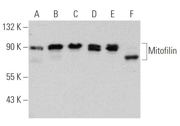Mitofilin Antibody (D-3) | SCBT - Santa Cruz Biotechnology