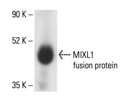 MIXL1 Antikörper (E-10) | SCBT - Santa Cruz Biotechnology