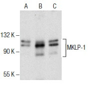 Anti-MKLP-1 Antibody (C-12) | SCBT - Santa Cruz Biotechnology