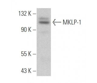 MKLP-1 Antibody (C-12) - Western Blotting - Image 361103