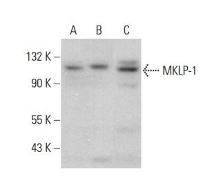 MKLP-1 Antibody (C-12) - Western Blotting - Image 378743