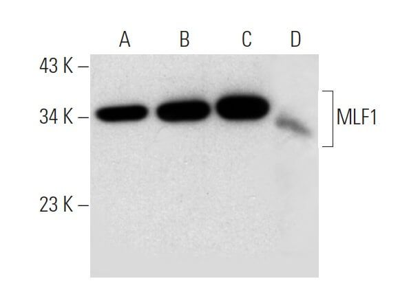 MLF1 Antibody (A-8) | SCBT - Santa Cruz Biotechnology