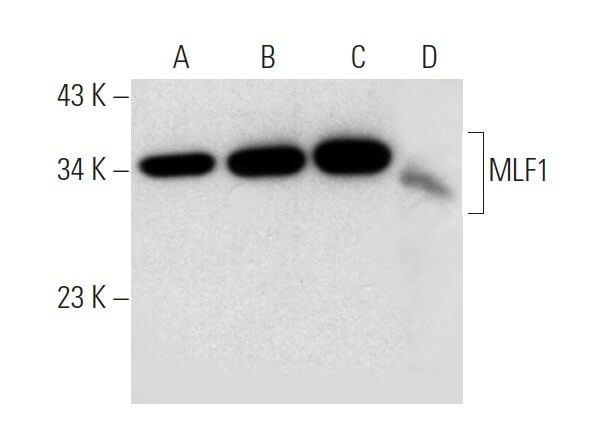 MLF1 Antibody (A-8) | SCBT - Santa Cruz Biotechnology