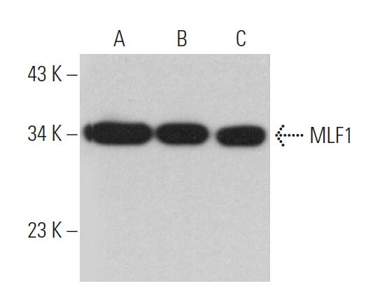 MLF1 Antibody (A-8) | SCBT - Santa Cruz Biotechnology