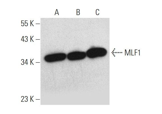 MLF1 Antibody (D-1) | SCBT - Santa Cruz Biotechnology