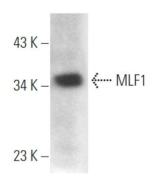 Anti-MLF1 Antibody (D-1) | SCBT - Santa Cruz Biotechnology