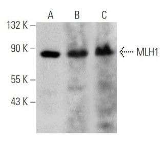 MLH1 Antibody (B-12) - Western Blotting - Image 356261