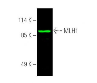 MLH1 Antibody (B-12) - Western Blotting - Image 389737