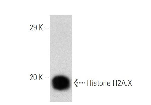 MM-142 nuclear extract | SCBT - Santa Cruz Biotechnology