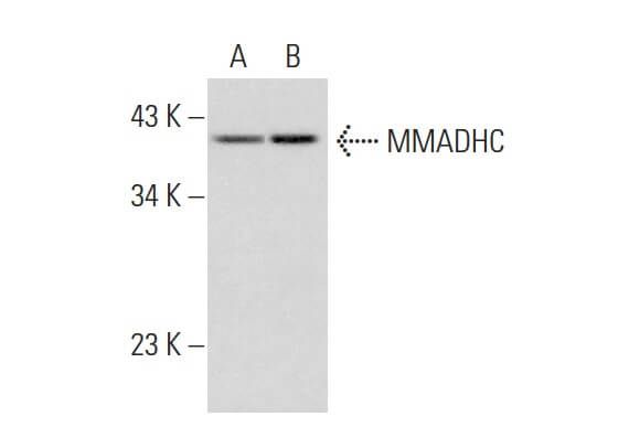 SCBT - Santa Cruz Biotechnology