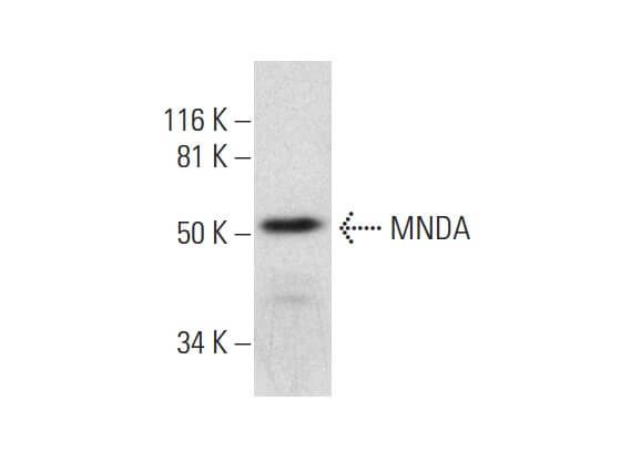 MNDA Antibody (C-3) | SCBT - Santa Cruz Biotechnology