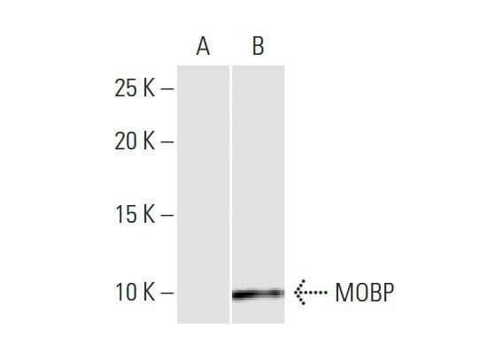 Anti-MOBP Antibody (4C2) | SCBT - Santa Cruz Biotechnology