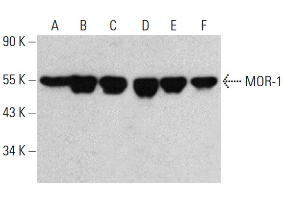Anti-MOR-1 Antibody (D-12) | SCBT - Santa Cruz Biotechnology