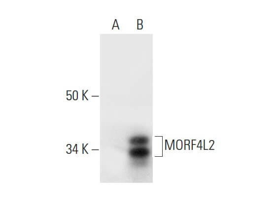 Anti-MORF4L1/2 Antibody (E-2) | SCBT - Santa Cruz Biotechnology
