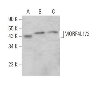 Anti-MORF4L1/2 Antibody (E-2) | SCBT - Santa Cruz Biotechnology
