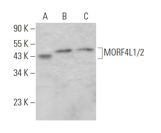 MORF4L1/2 Antibody (E-2) | SCBT - Santa Cruz Biotechnology