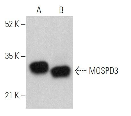 MOSPD3 Antibody (C-6) | SCBT - Santa Cruz Biotechnology
