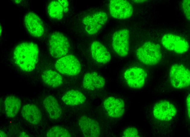 mouse anti-rabbit IgG-CFL 488 Secondary Antibody | SCBT - Santa Cruz ...