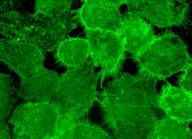 mouse anti-rabbit IgG-CFL 488 Secondary Antibody | SCBT - Santa Cruz ...