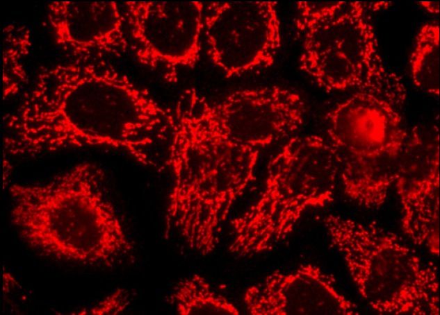 mouse anti-rabbit IgG-CFL 594 Secondary Antibody | SCBT - Santa Cruz ...