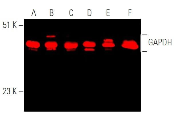 mouse anti-rabbit IgG-CFL 790 Secondary Antibody | SCBT - Santa Cruz ...