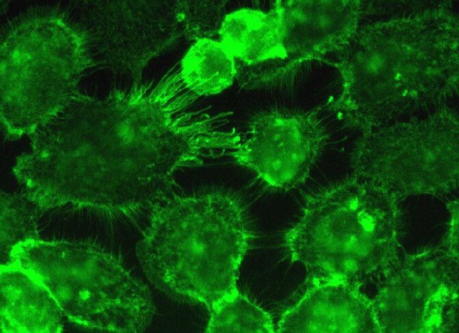 mouse anti-rabbit IgG-FITC Secondary Antibody | SCBT - Santa Cruz ...