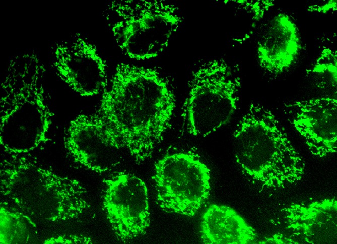 mouse anti-rabbit IgG-FITC Secondary Antibody | SCBT - Santa Cruz ...