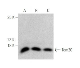 Tom20 (FL-145): sc-11415. Western blot analysis of Tom20 expression in...