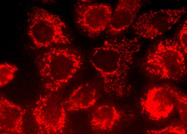 mouse anti-rabbit IgG-PE Secondary Antibody | SCBT - Santa Cruz ...