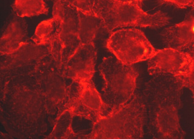 mouse anti-rabbit IgG-PE Secondary Antibody | SCBT - Santa Cruz ...