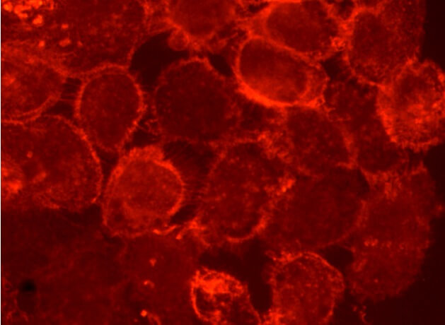mouse anti-rabbit IgG-PE Secondary Antibody | SCBT - Santa Cruz ...