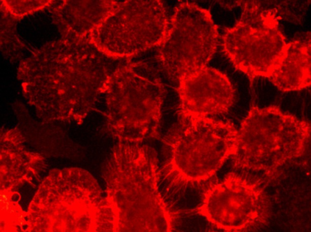 mouse anti-rabbit IgG-PE Secondary Antibody | SCBT - Santa Cruz ...