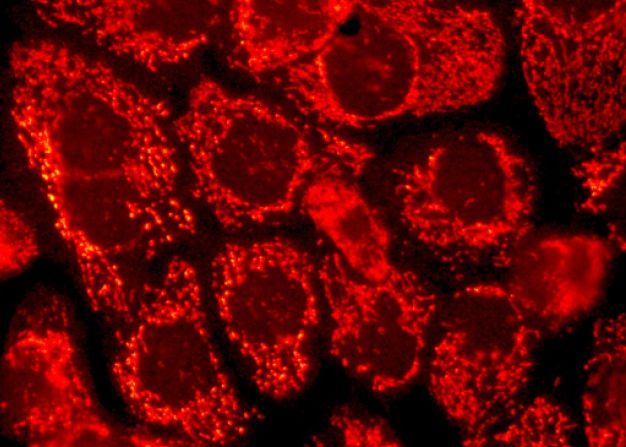 mouse anti-rabbit IgG-R Secondary Antibody | SCBT - Santa Cruz ...