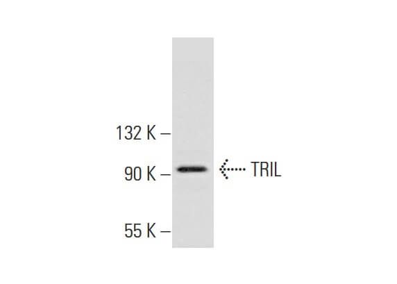 mouse brain extract | SCBT - Santa Cruz Biotechnology