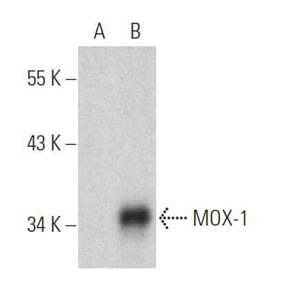MOX-1抗体 (A-10) | SCBT - Santa Cruz Biotechnology