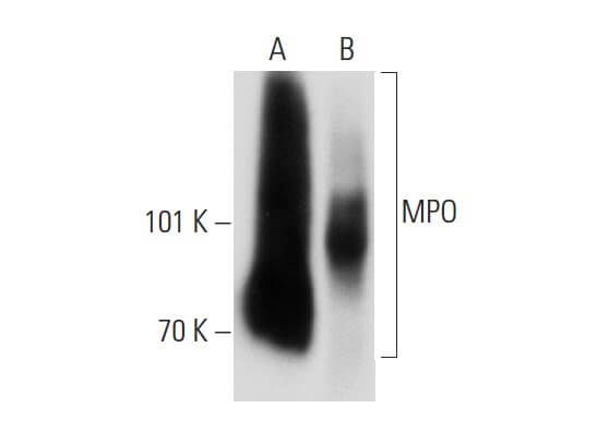 MPO/Myeloperoxidase抗体 (266.6k2) | SCBT - Santa Cruz Biotechnology