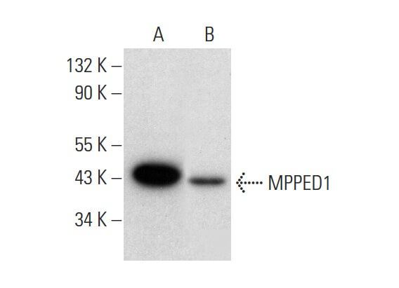 MPPED1 Antibody (D-2) | SCBT - Santa Cruz Biotechnology