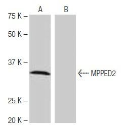 MPPED2 Antibody (NQ-A35) | SCBT - Santa Cruz Biotechnology