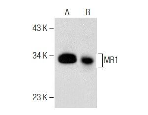 MR1 Antibody (B-3) | SCBT - Santa Cruz Biotechnology