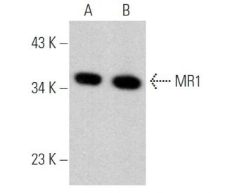 MR1 Antibody (B-3) - Western Blotting - Image 367069