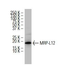 MRP-L12 Antibody (397.1) | SCBT - Santa Cruz Biotechnology