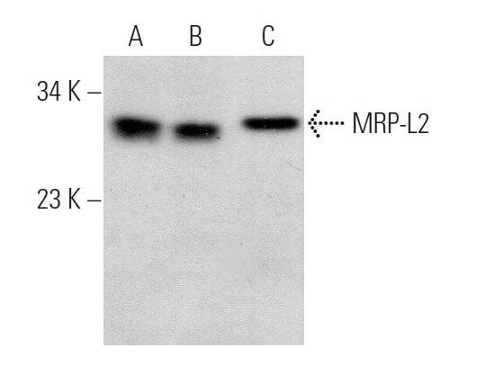MRP-L2 Antibody (D-11) | SCBT - Santa Cruz Biotechnology