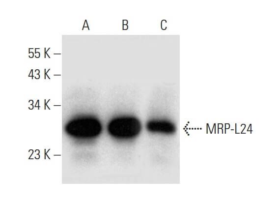 MRP-L24 Antibody (B-6) | SCBT - Santa Cruz Biotechnology