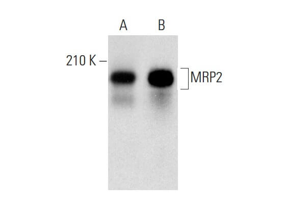 Anti-MRP2 Antibody (6D564) | SCBT - Santa Cruz Biotechnology