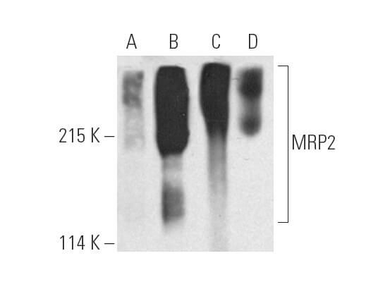MRP2 Antibody (G-1) | SCBT - Santa Cruz Biotechnology