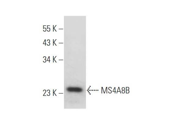MS4A8B抗体 (B-6) | SCBT - Santa Cruz Biotechnology