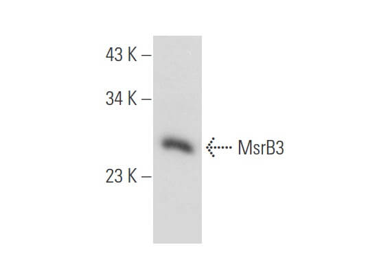 Anti-MsrB3 Antibody (C-4) | SCBT - Santa Cruz Biotechnology