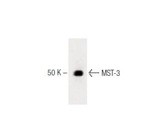 Anti-MST-3 Antibody (47) | SCBT - Santa Cruz Biotechnology